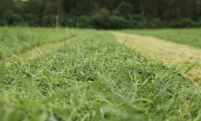Kaikki rehut sujuvasti talteen Säilöxillä | Lantmännen Agro