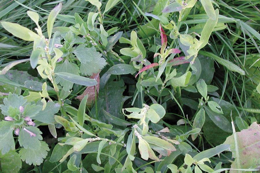 Pihatatar | Lantmännen Agro